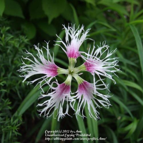 Garden Pinks (Dianthus 'Rainbow Loveliness') in the Dianthus Database ...