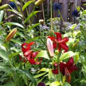 Lily (Lilium 'Red Velvet') in the Lilies Database - Garden.org