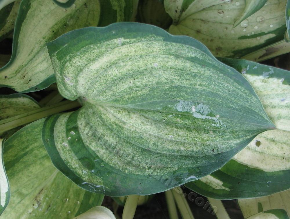 Photo of the leaves of Hosta 'Ghost Spirit' posted by ViolaAnn - Garden.org