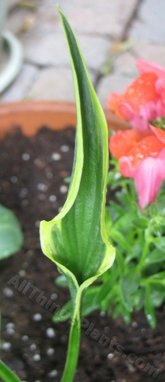 Photo of the leaves of Hosta 'Hands Up' posted by ViolaAnn - Garden.org