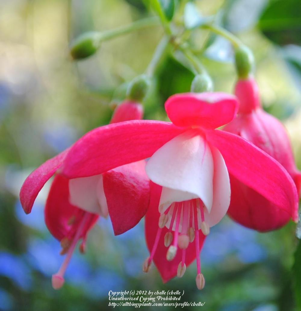 Fuchsia 'Stand-Up Pink and White' in the Fuchsias Database - Garden.org