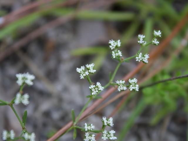 Photo of the bloom of Beaked Corn Salad (Valerianella radiata) posted ...