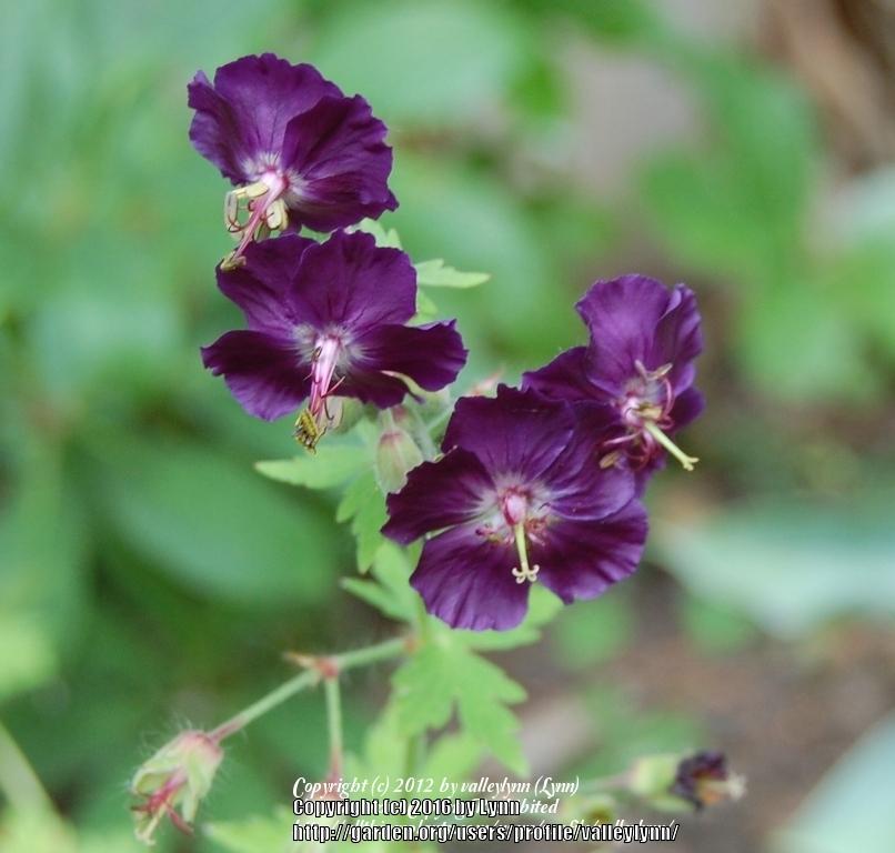 Photo of the bloom of Geranium (Geranium phaeum 'Raven') posted by ...