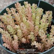 Photo of the seedling or young plant of Sedum (Sedum rubens 'Lizard ...