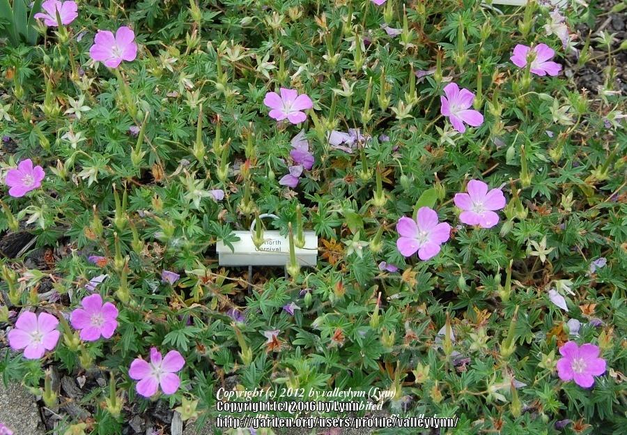 Geranium (Geranium sanguineum 'Catforth Carnival') in the Geraniums ...