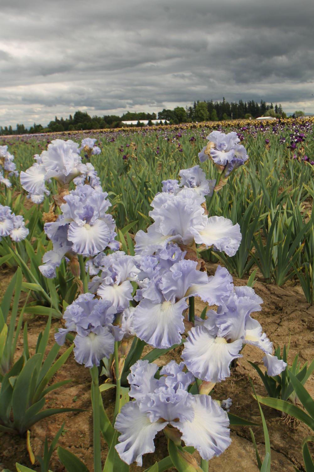 Photo of the bloom of Tall Bearded Iris (Iris 'Double Bubble') posted ...