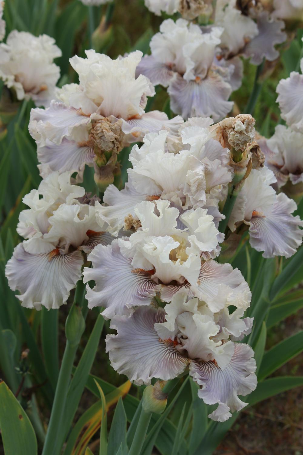 Photo of the bloom of Tall Bearded Iris (Iris 'Ghost Writer') posted by ...