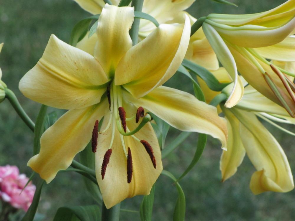 June 2012 Lilies in the Lilies forum - Garden.org