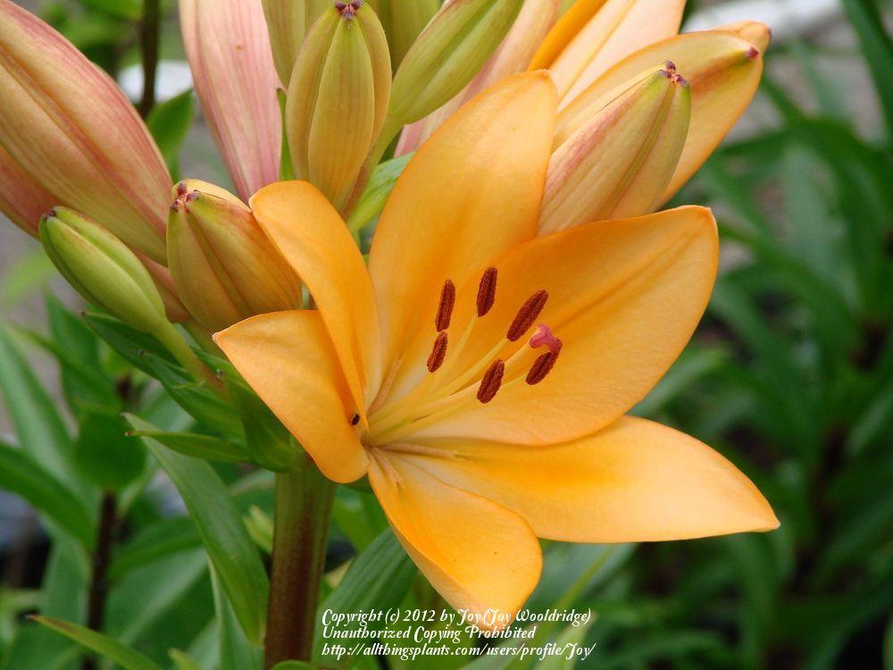 Lily (Lilium 'American Native') in the Lilies Database - Garden.org