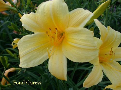 Daylily (Hemerocallis 'Fond Caress') in the Daylilies Database - Garden.org
