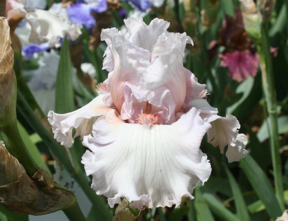 Photo of the bloom of Tall Bearded Iris (Iris 'Rite of Passage') posted ...