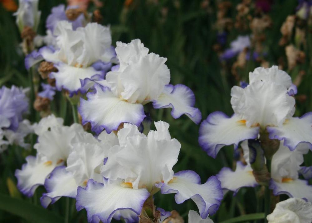 Photo of the bloom of Tall Bearded Iris (Iris 'Queen's Circle') posted ...