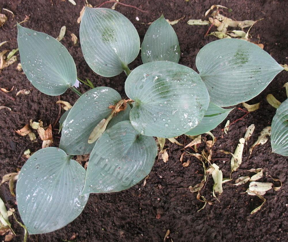 Photo of the entire plant of Hosta 'Bulletproof' posted by ViolaAnn ...