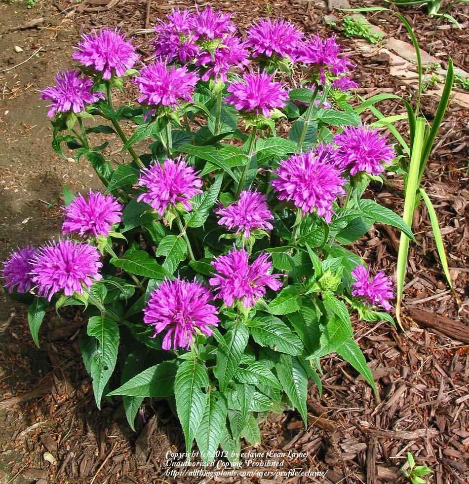 Photo of the entire plant of Bee Balm (Monarda didyma Grand Parade ...