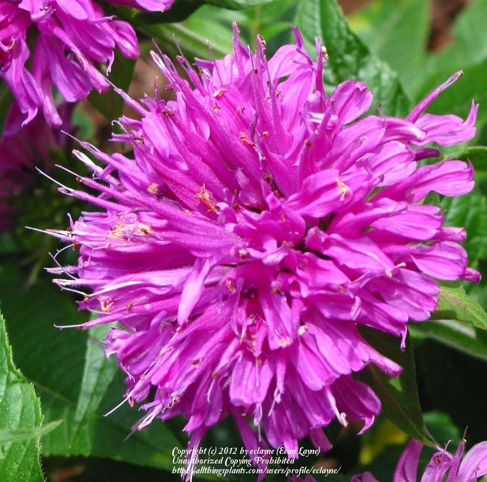 Photo of the bloom of Bee Balm (Monarda didyma Grand Parade™) posted by ...