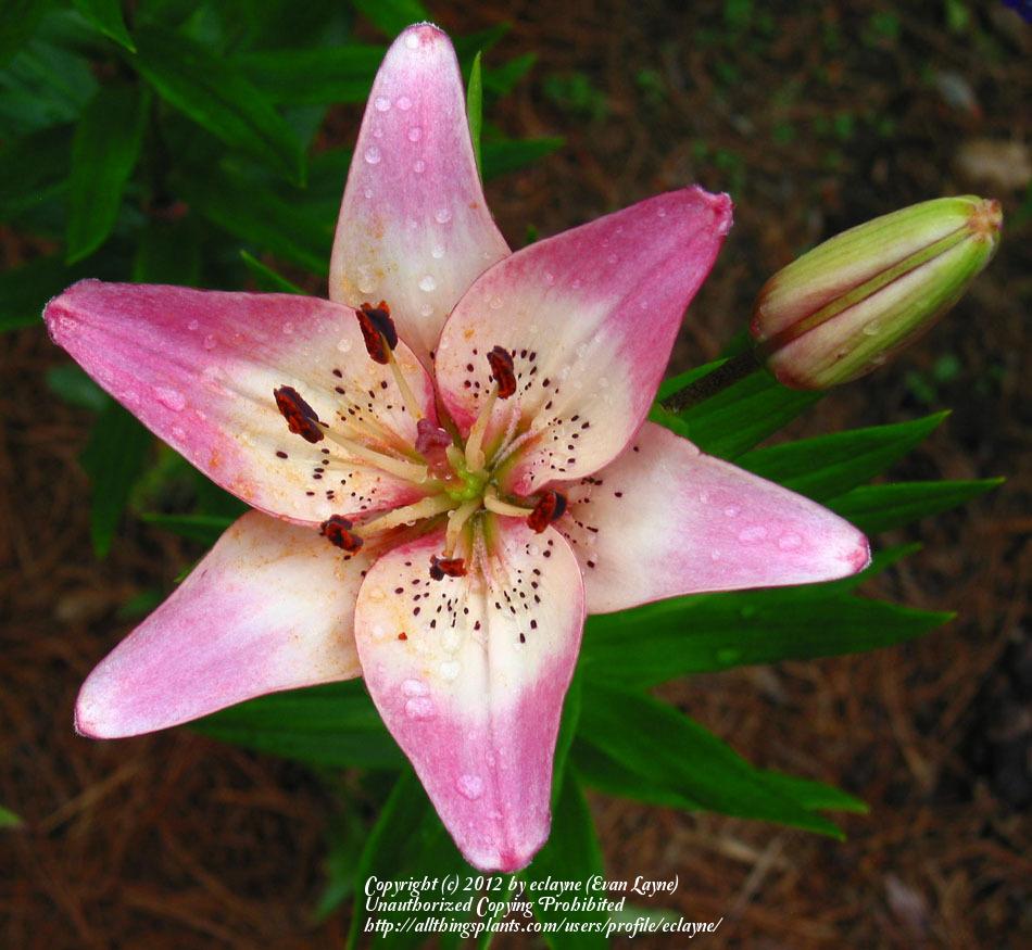 Photo of the bloom of Lily (Lilium 'Rosella's Dream') posted by eclayne ...