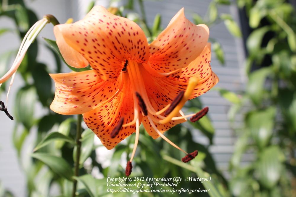 June 2012 Lilies in the Lilies forum - Garden.org