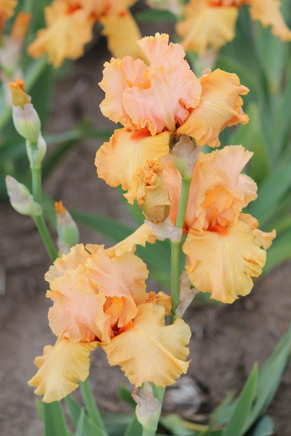 Photo of the bloom of Tall Bearded Iris (Iris 'Autumn Riesling') posted ...