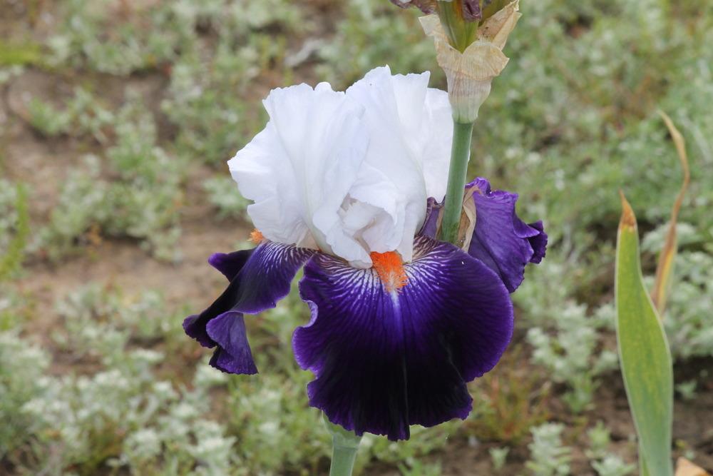 Photo of the bloom of Tall Bearded Iris (Iris 'Favorite Beau') posted ...