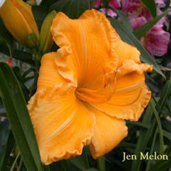 Daylily (Hemerocallis 'Jen Melon') in the Daylilies Database - Garden.org