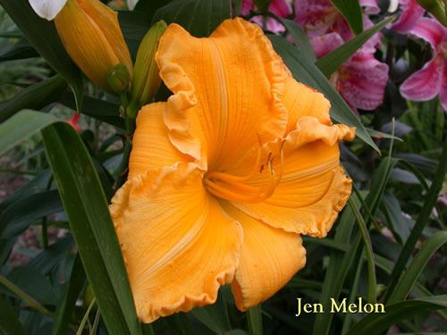 Photo of the bloom of Daylily (Hemerocallis 'Jen Melon') posted by Joy ...