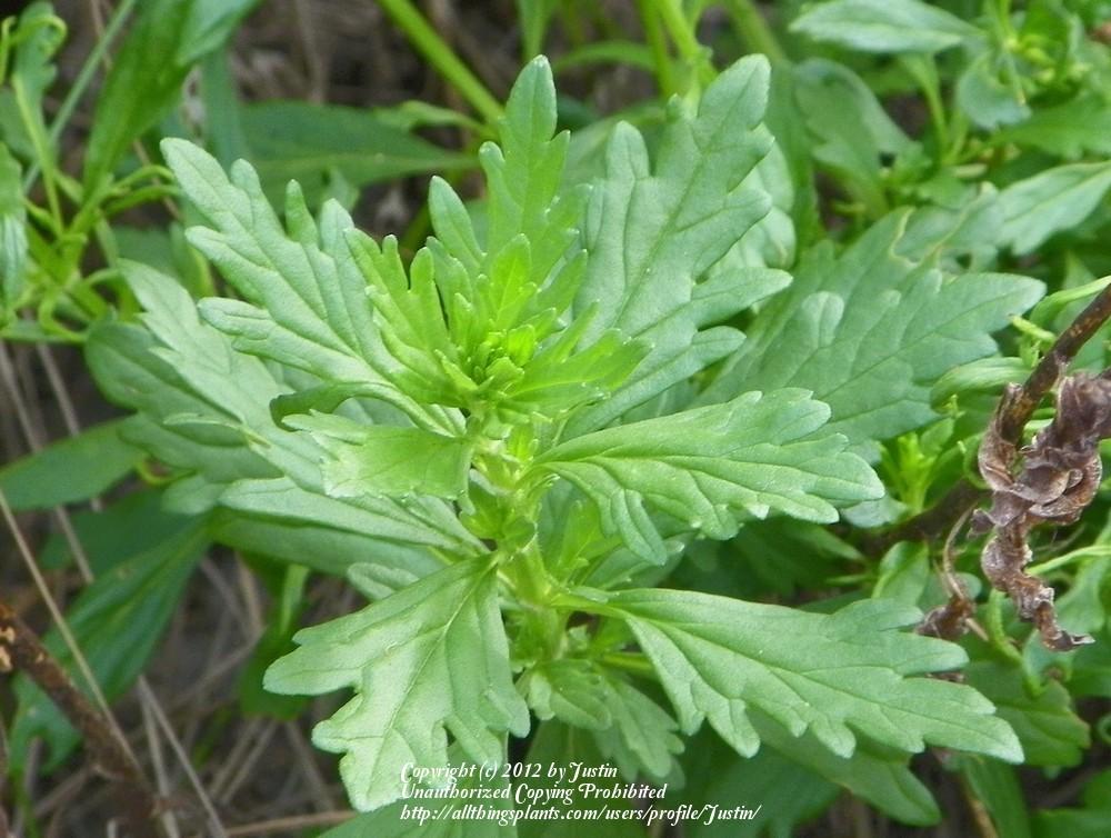 Teucrium genus in the Wildflowers forum - Garden.org