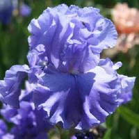Photo of the bloom of Tall Bearded Iris (Iris 'Sea Power') posted by ...