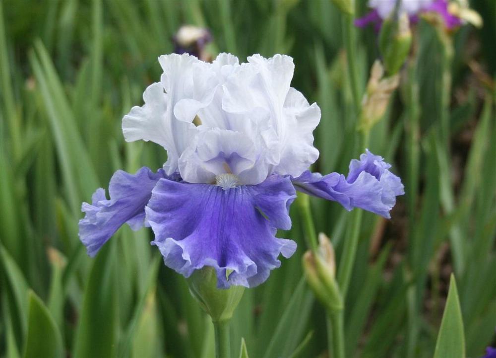 Photo of the bloom of Tall Bearded Iris (Iris 'Sierra Grande') posted ...