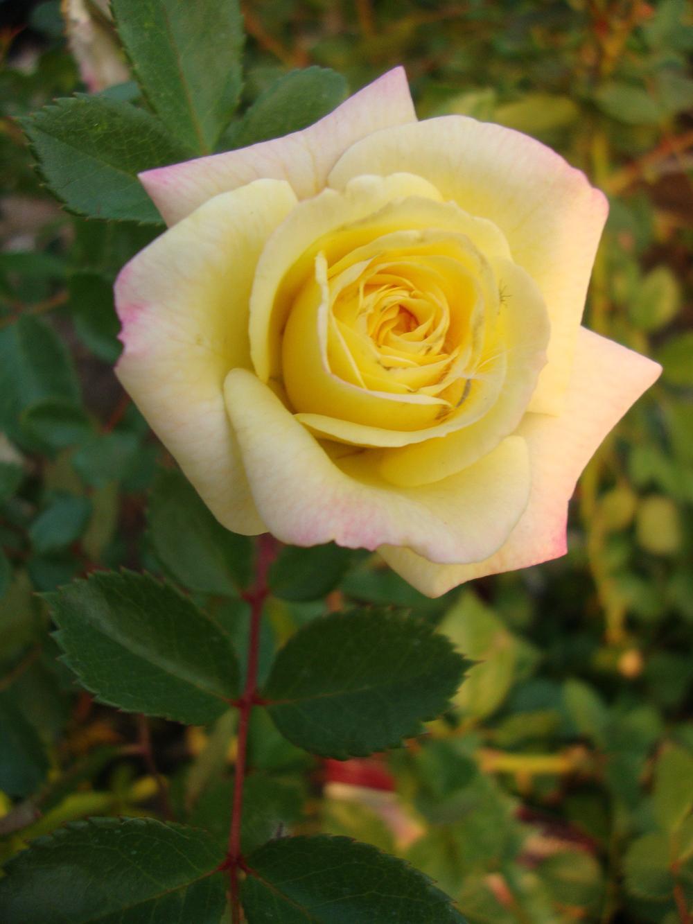 Photo of the bloom of Rose (Rosa 'Music Box') posted by Paul2032 ...