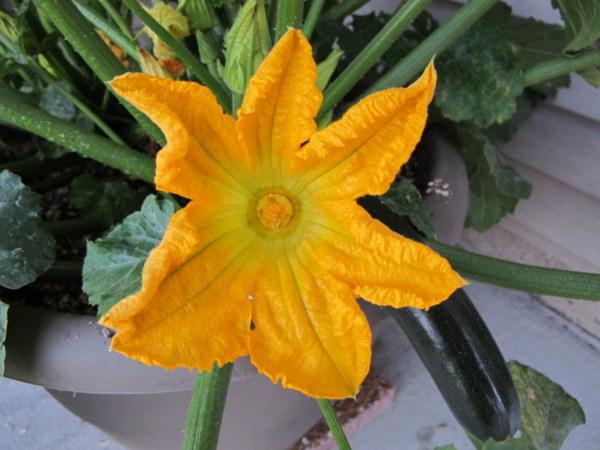 Photo of the bloom of Zucchini (Cucurbita pepo 'Astia') posted by ...