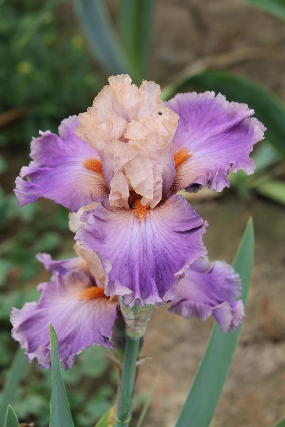 Photo of the bloom of Tall Bearded Iris (Iris 'Bonnie Elizabeth ...