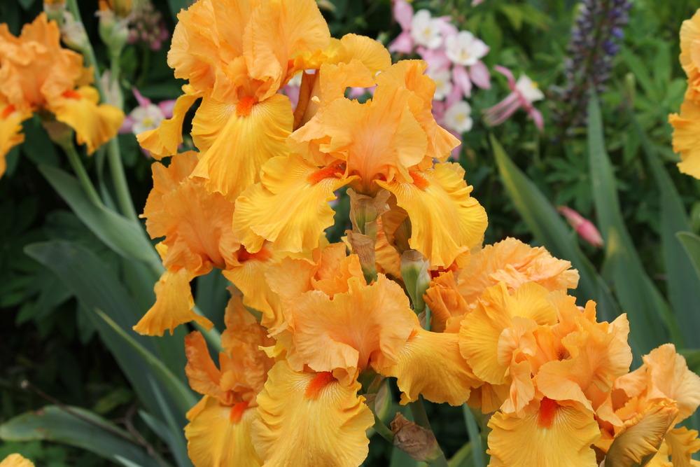 Photo of the bloom of Tall Bearded Iris (Iris 'Magical Glow') posted by ...