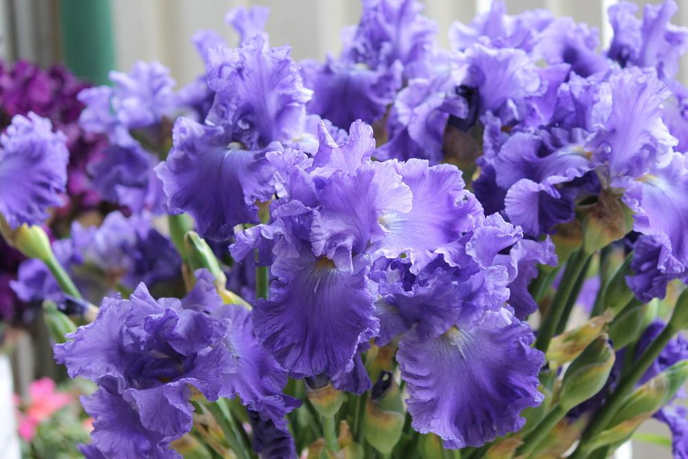 Photo of the bloom of Tall Bearded Iris (Iris 'Open Sea') posted by ...