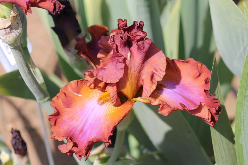 Photo of the bloom of Tall Bearded Iris (Iris 'Mad World') posted by ...