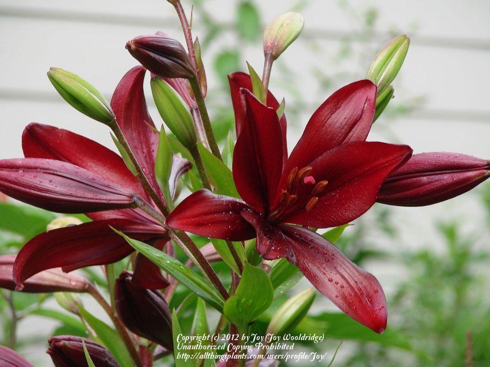 Lily (Lilium 'American Revolution') in the Lilies Database - Garden.org