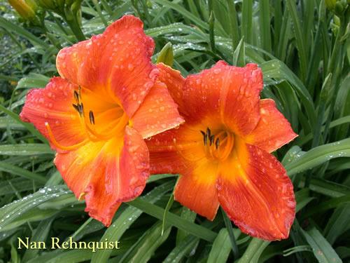 Daylily (Hemerocallis 'Nan Rehnquist') in the Daylilies Database ...