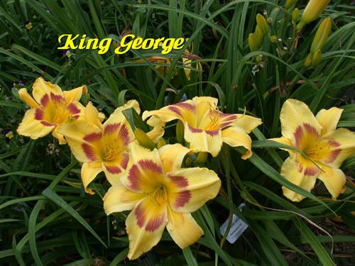 Photo of the bloom of Daylily (Hemerocallis 'King George') posted by ...