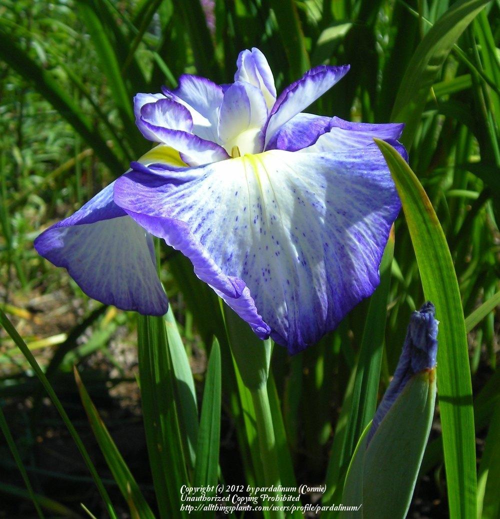 Photo of the bloom of Japanese Iris (Iris ensata 'Cascade Rain') posted ...