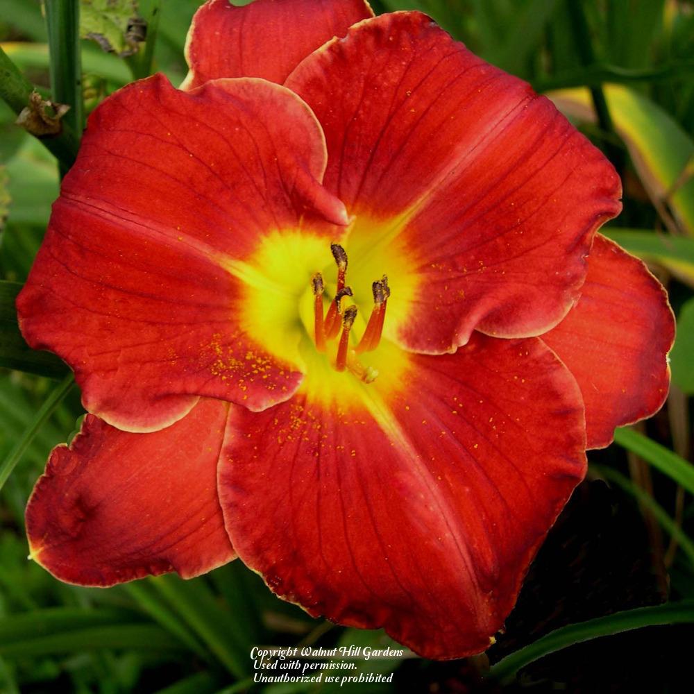 Daylily (Hemerocallis 'Ruby Lips') in the Daylilies Database - Garden.org