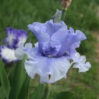 Photo of the bloom of Tall Bearded Iris (Iris 'T-Rex') posted by ...