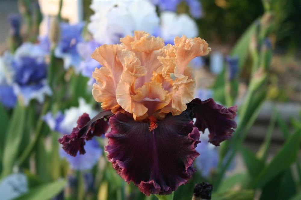 Photo of the bloom of Tall Bearded Iris (Iris 'Toronto') posted by ...