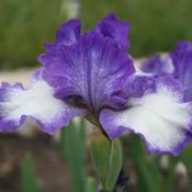 Intermediate Bearded Iris (Iris 'Cee Jay') in the Irises Database ...