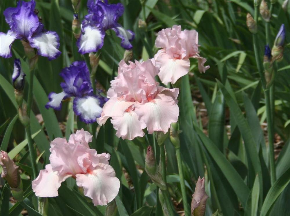 Photo of the bloom of Tall Bearded Iris (Iris 'Vanity') posted by ...