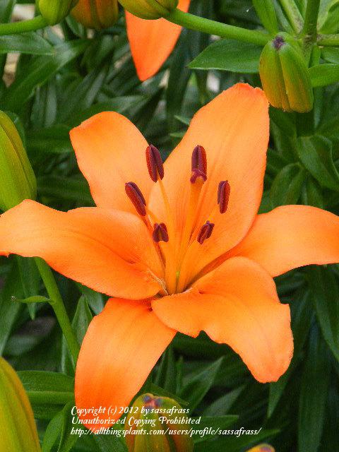 Lily (Lilium 'Brunello') in the Lilies Database - Garden.org