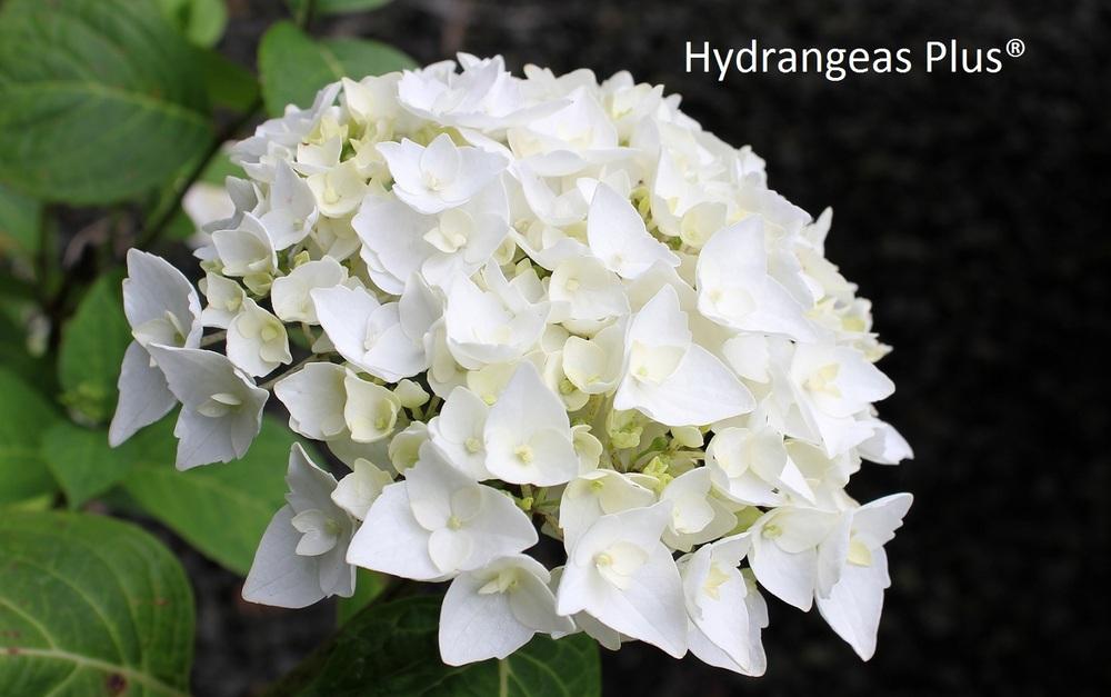 Photo of the bloom of Hydrangea (Hydrangea macrophylla Endless Summer ...