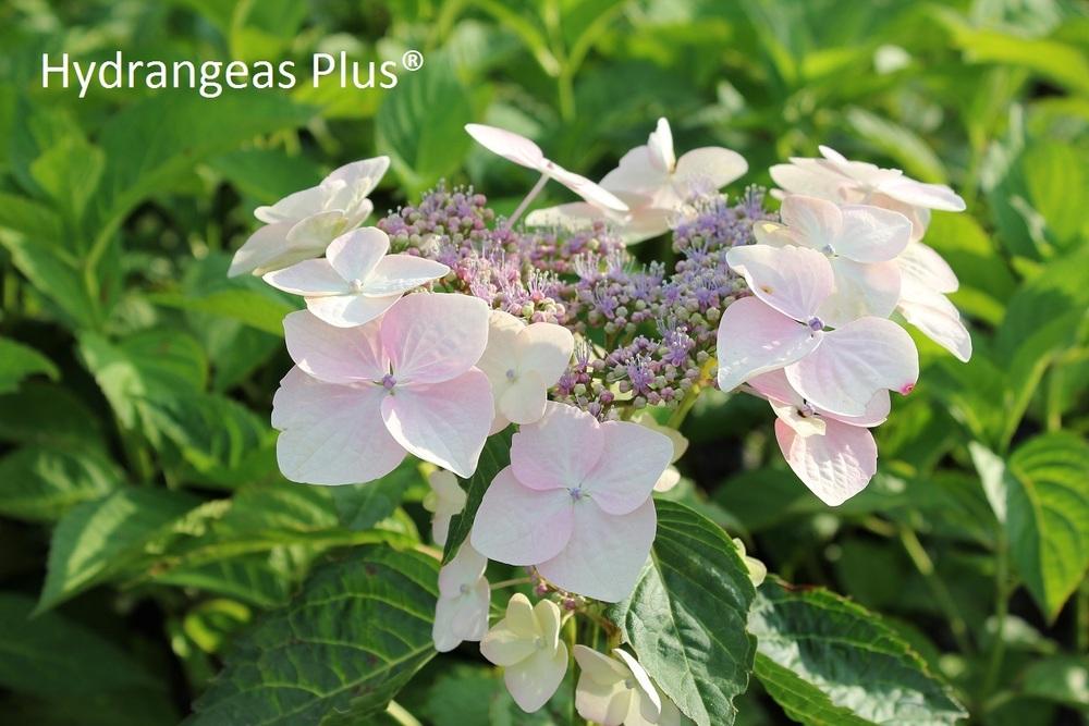Hydrangea (Hydrangea macrophylla 'White Wave') in the Hydrangeas ...