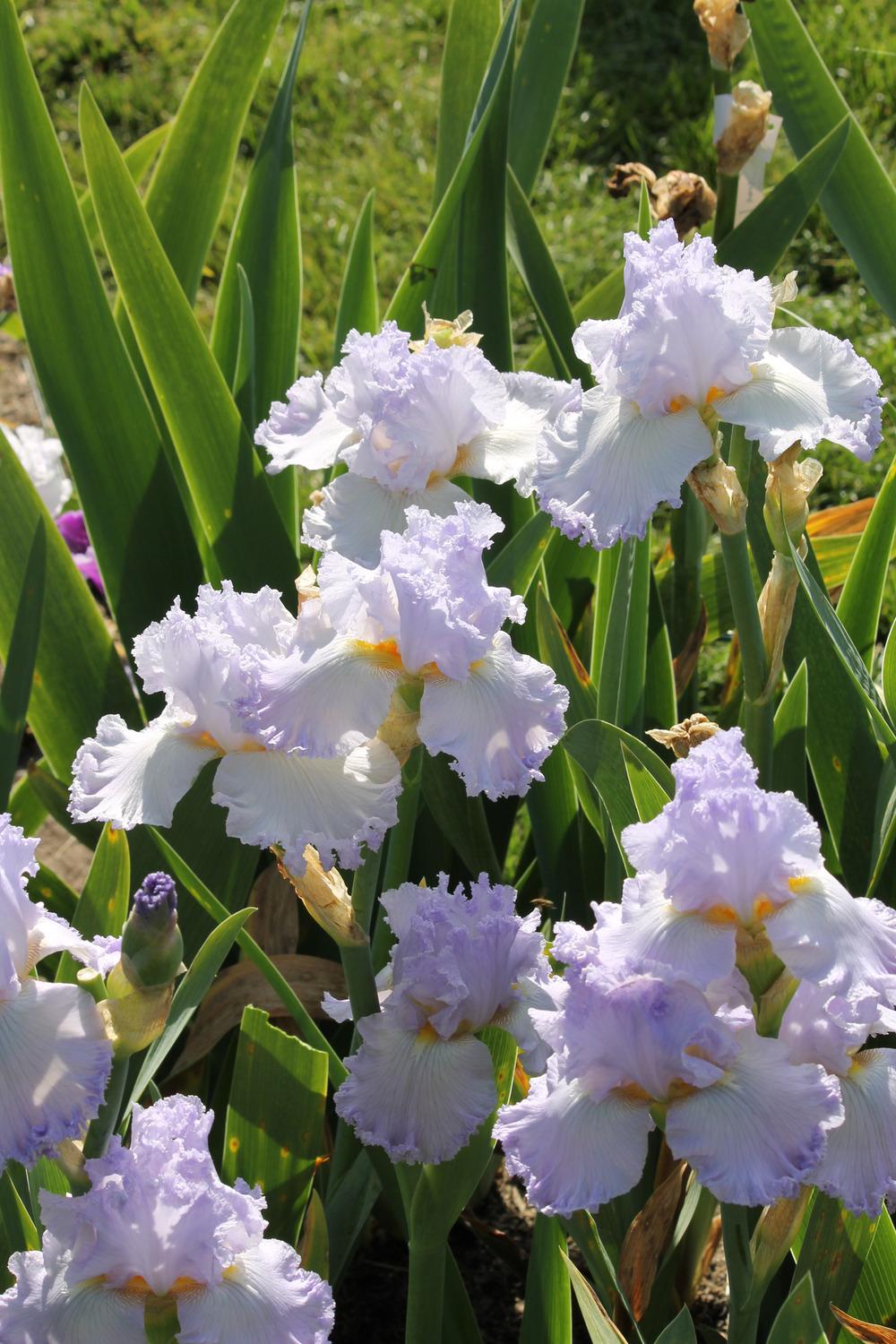 Photo of the bloom of Tall Bearded Iris (Iris 'Fancy Stuff') posted by ...