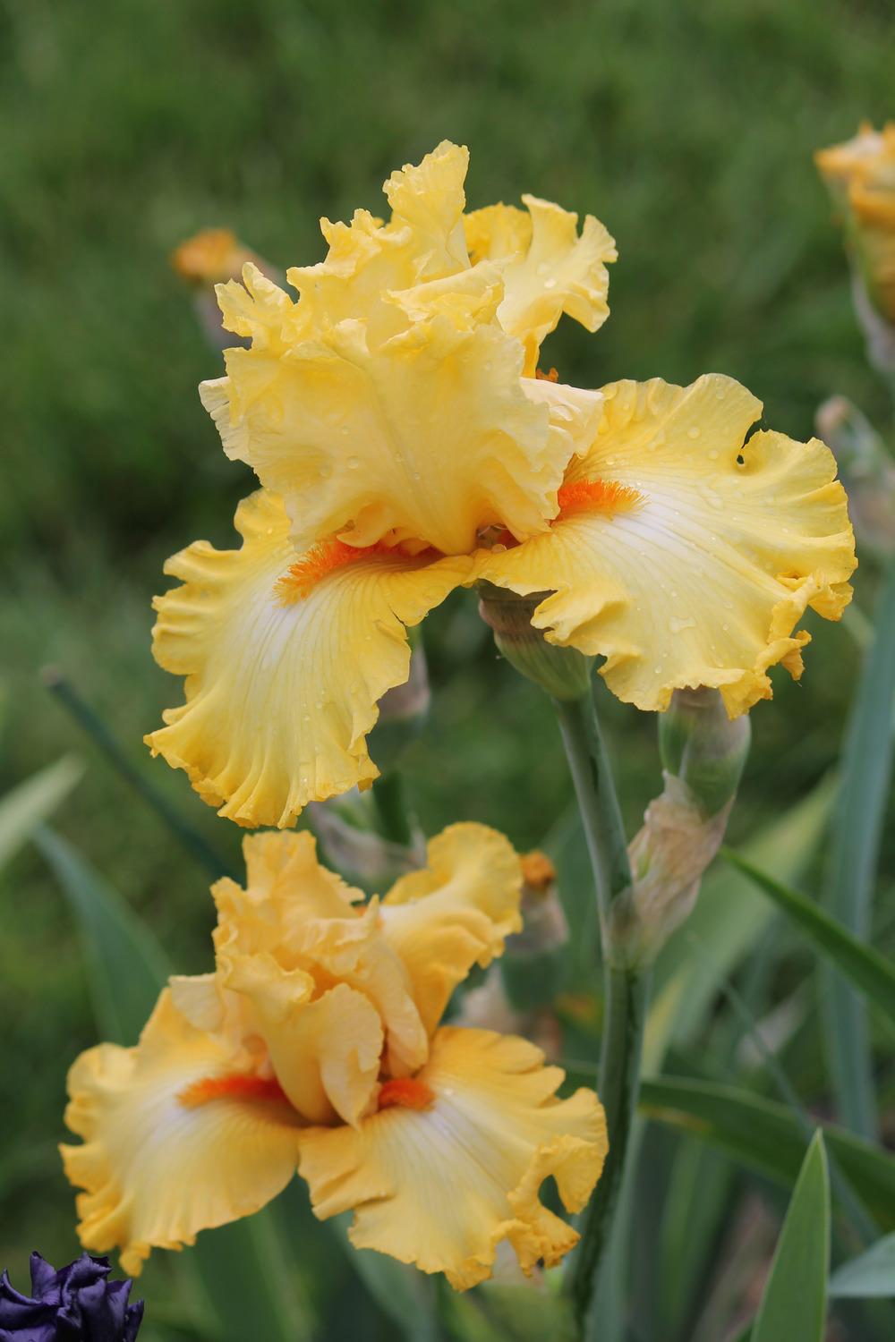Photo of the bloom of Tall Bearded Iris (Iris 'Dance Til Dawn') posted ...