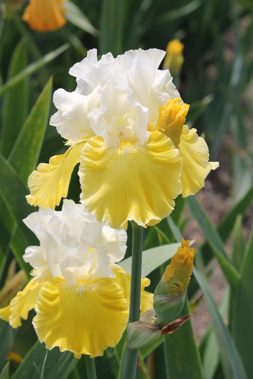 Photo of the bloom of Tall Bearded Iris (Iris 'Lemon Cloud') posted by ...
