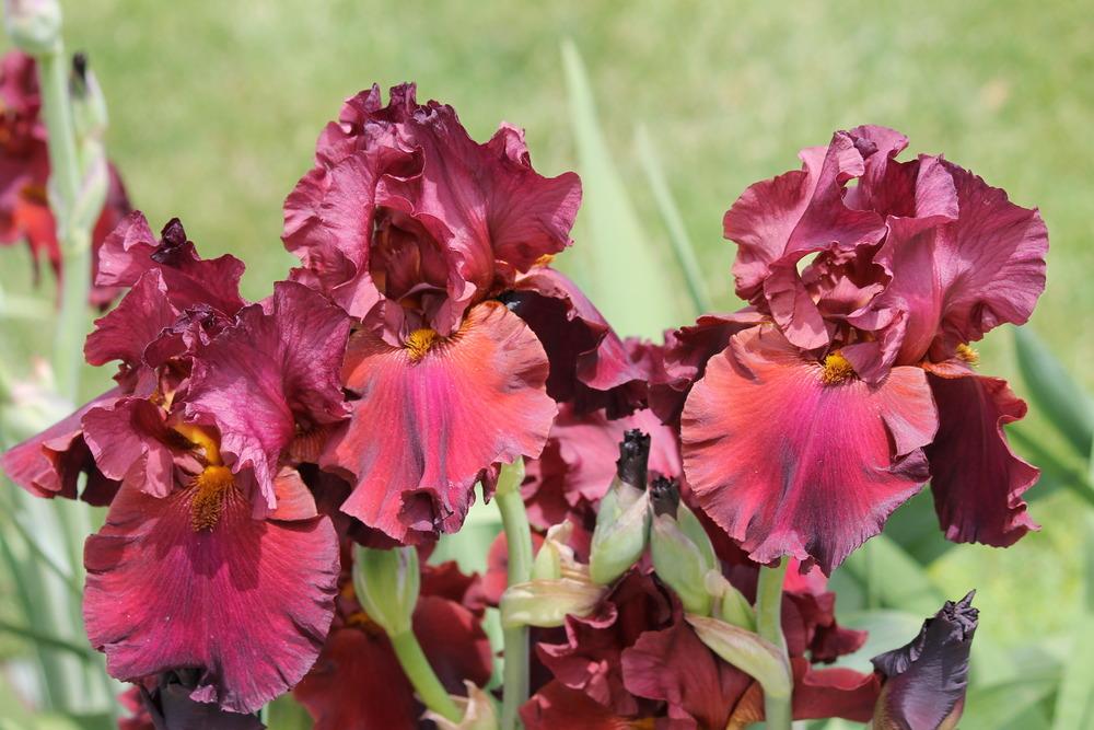 Photo of the bloom of Tall Bearded Iris (Iris 'Dynamite') posted by ...